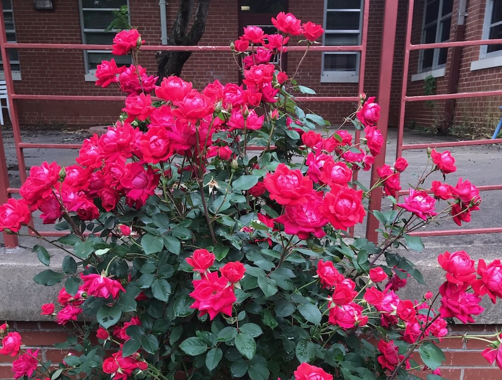 Spring /Summer Across the Murdoch Developmental Center Campus - Murdoch ...